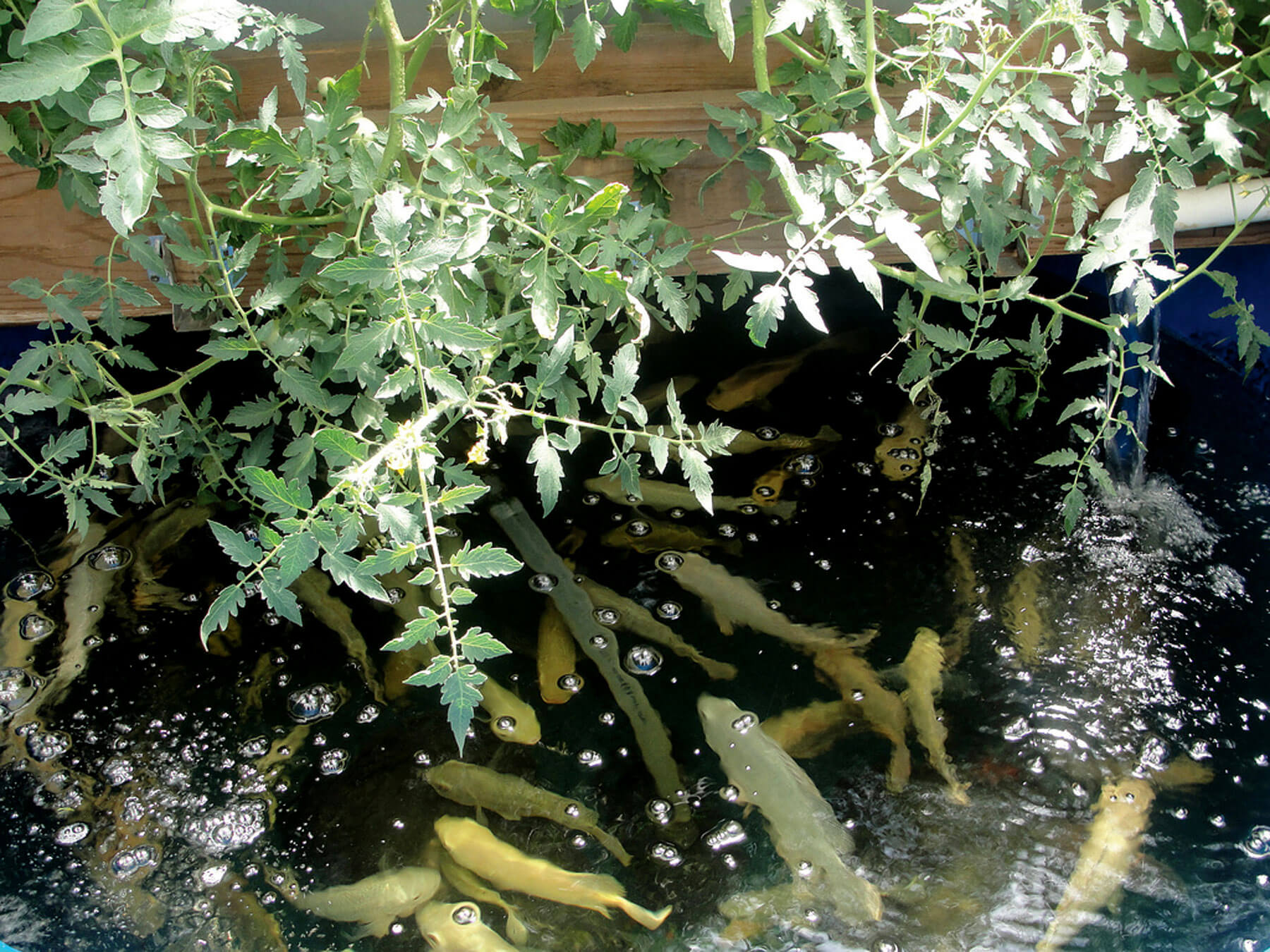 Recirculating Systems | Don't Cage Our Oceans